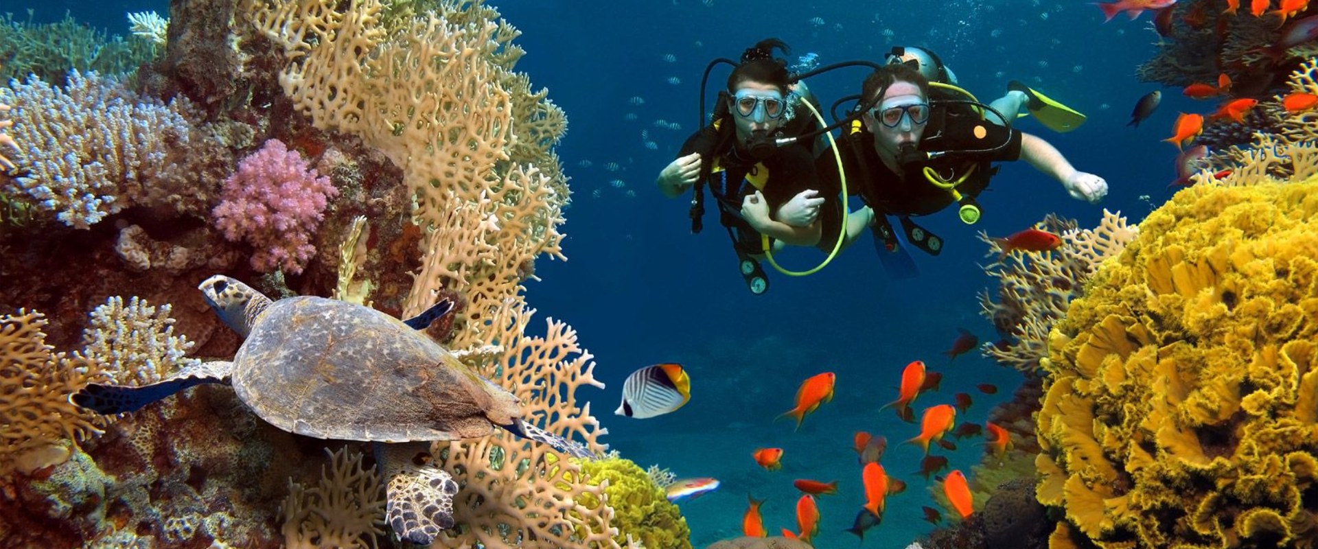 Discover the Best Snorkeling and Diving Spots in Key West